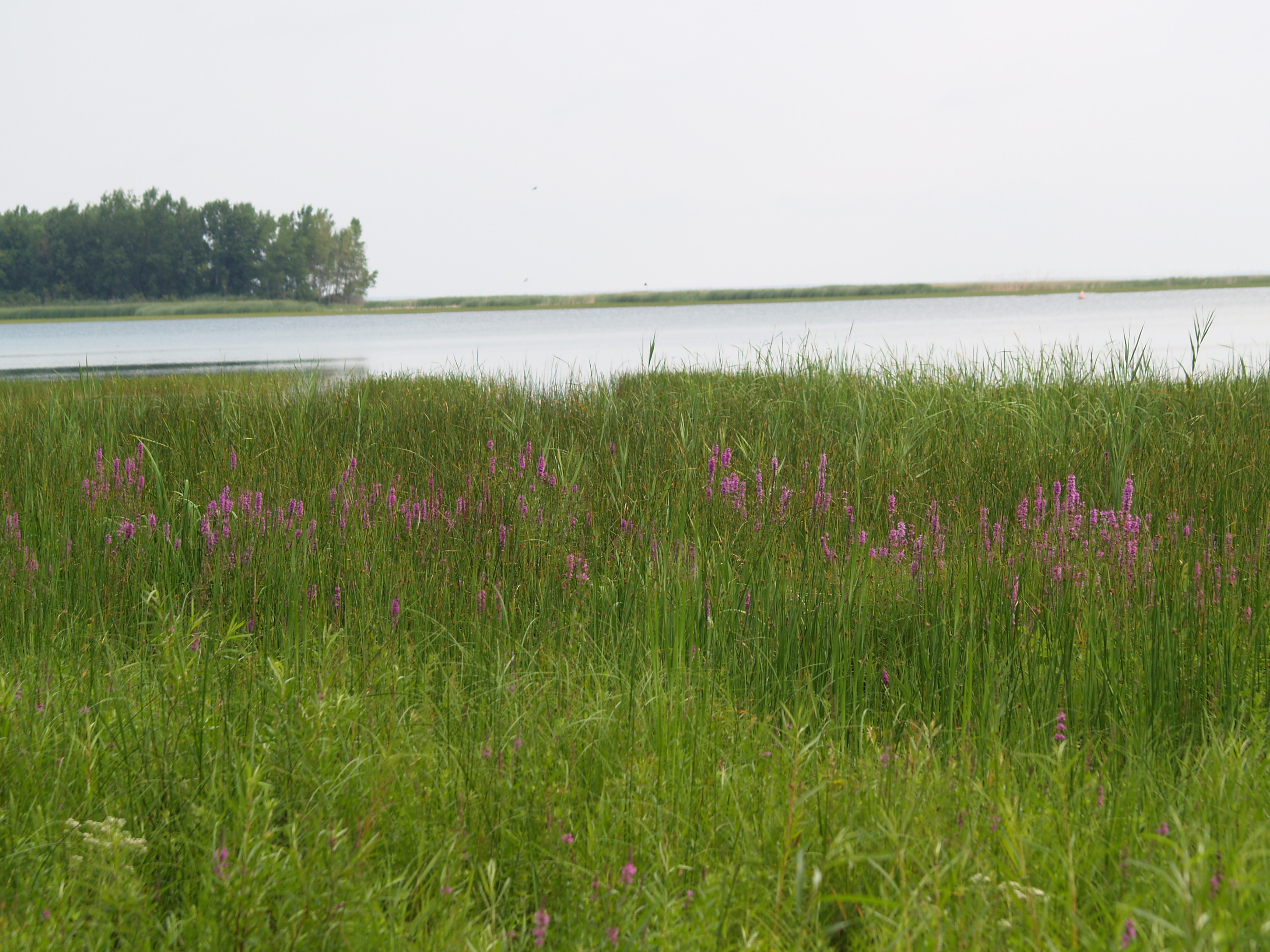 OLYMPUS DIGITAL CAMERA | City of Pinconning